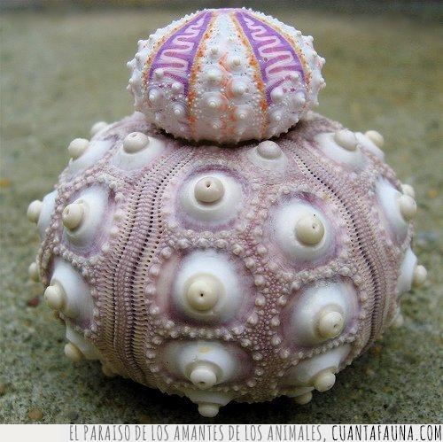 La inmolación por la belleza - litteranova.com